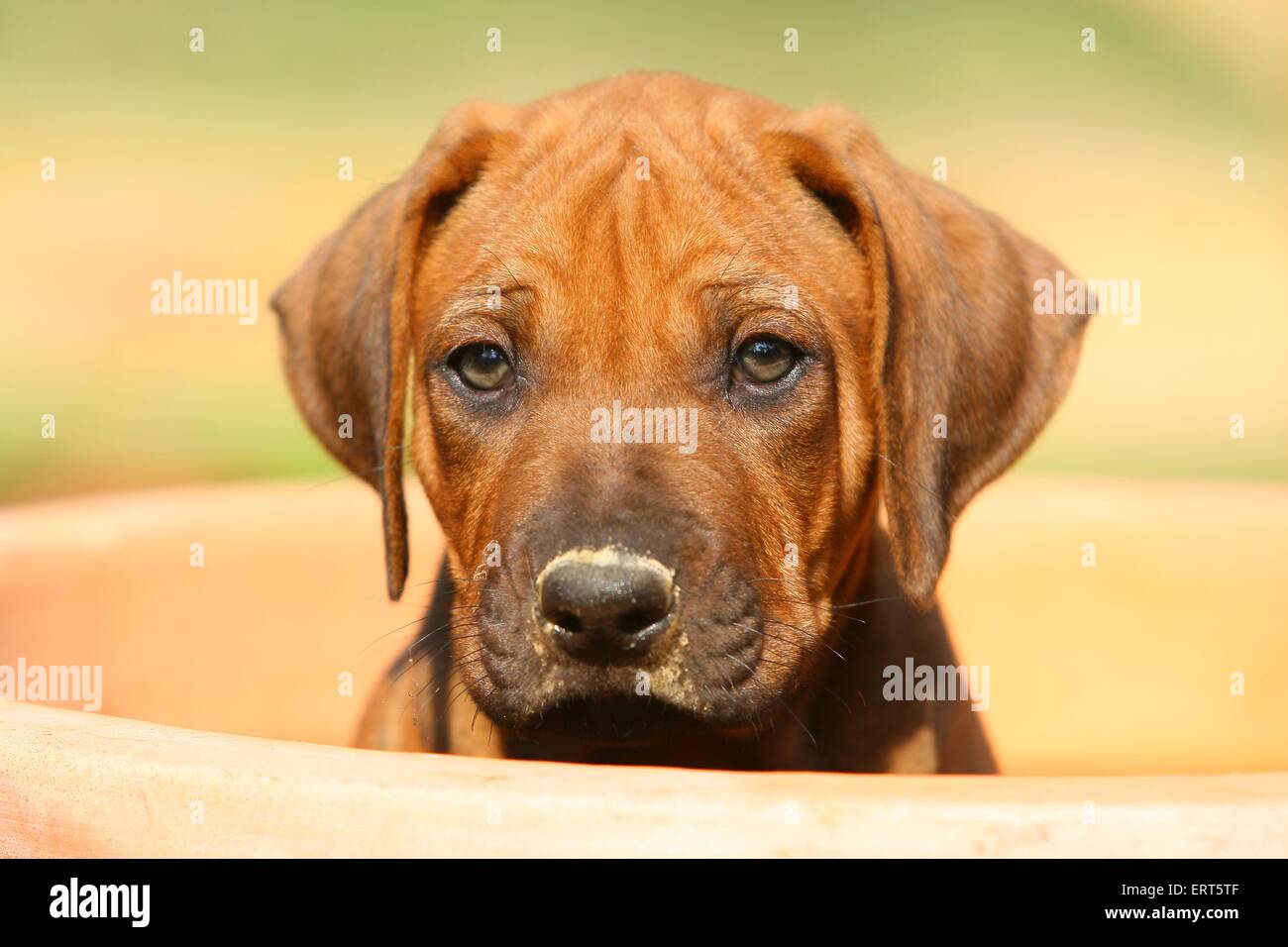 Rhodesian Ridgeback Puppy Stock Photo - Alamy