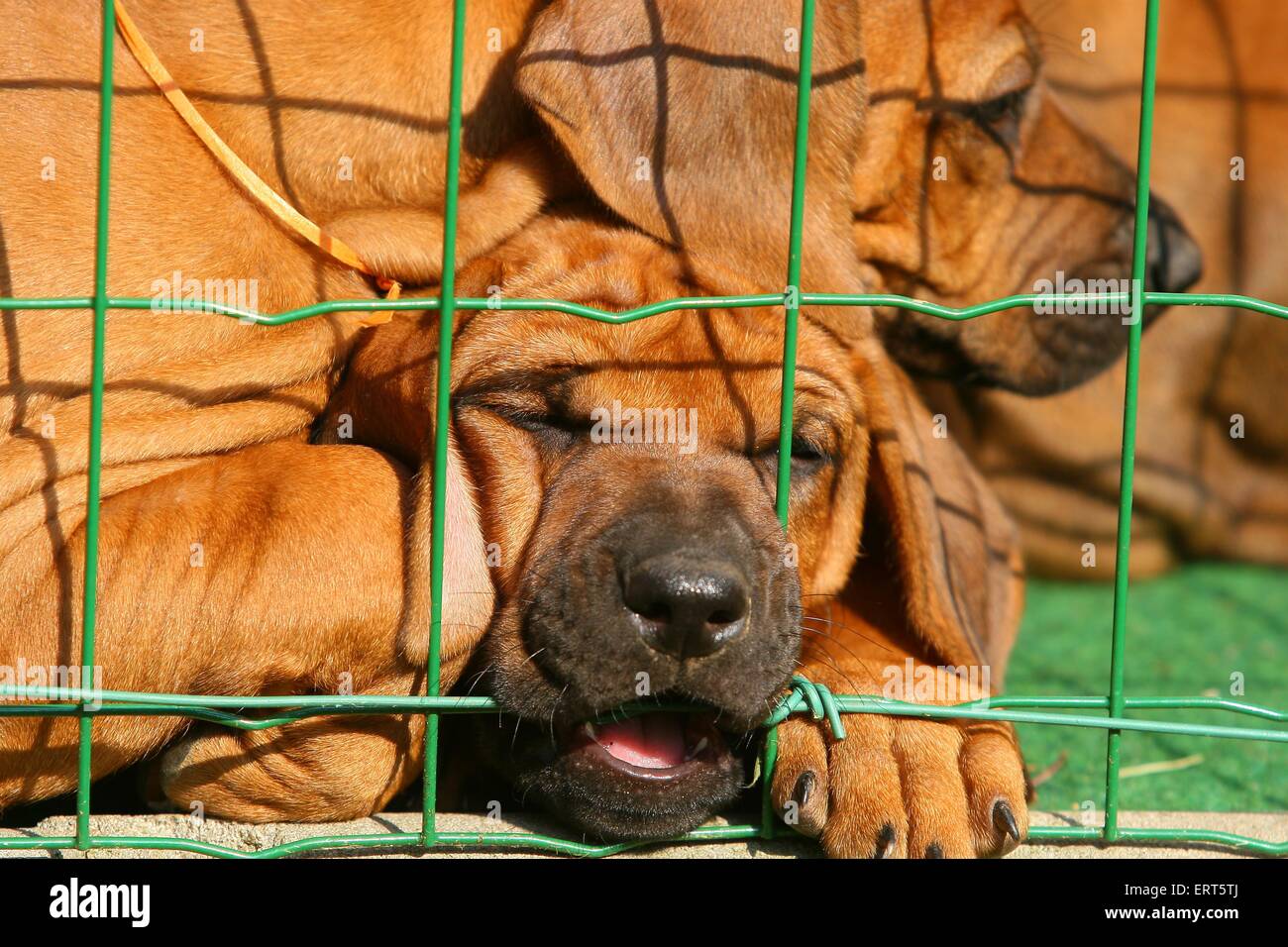 Rhodesian Ridgeback Puppies Stock Photo - Alamy