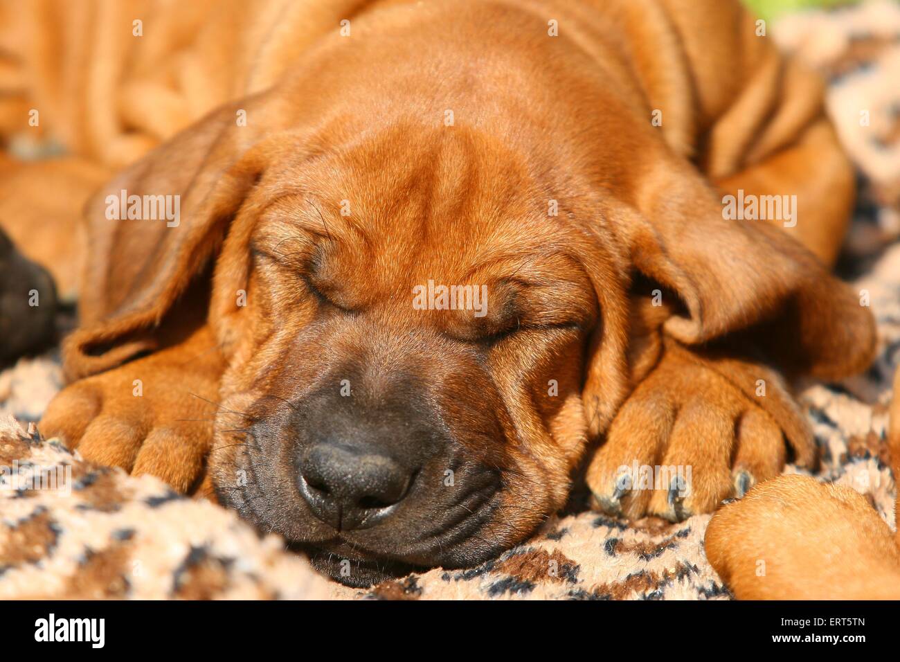 Rhodesian Ridgeback Puppy Stock Photo - Alamy