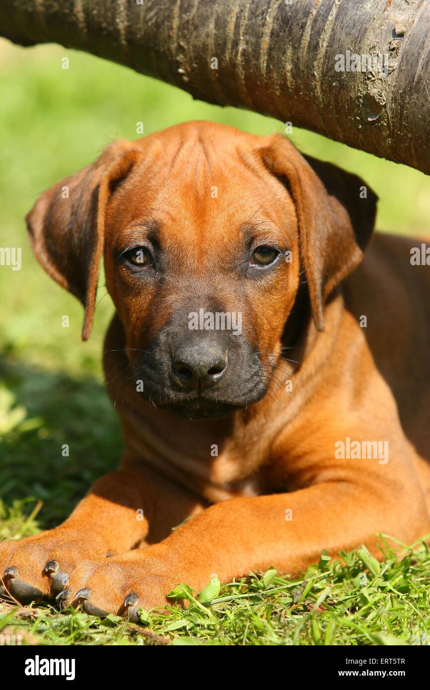 Rhodesian Ridgeback Puppy Stock Photo - Alamy
