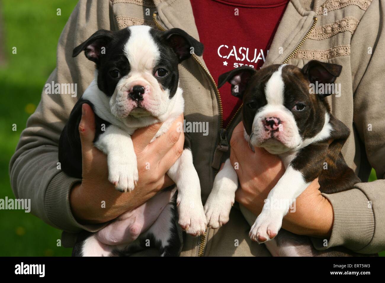 human with Boston Terrier Puppies Stock Photo - Alamy