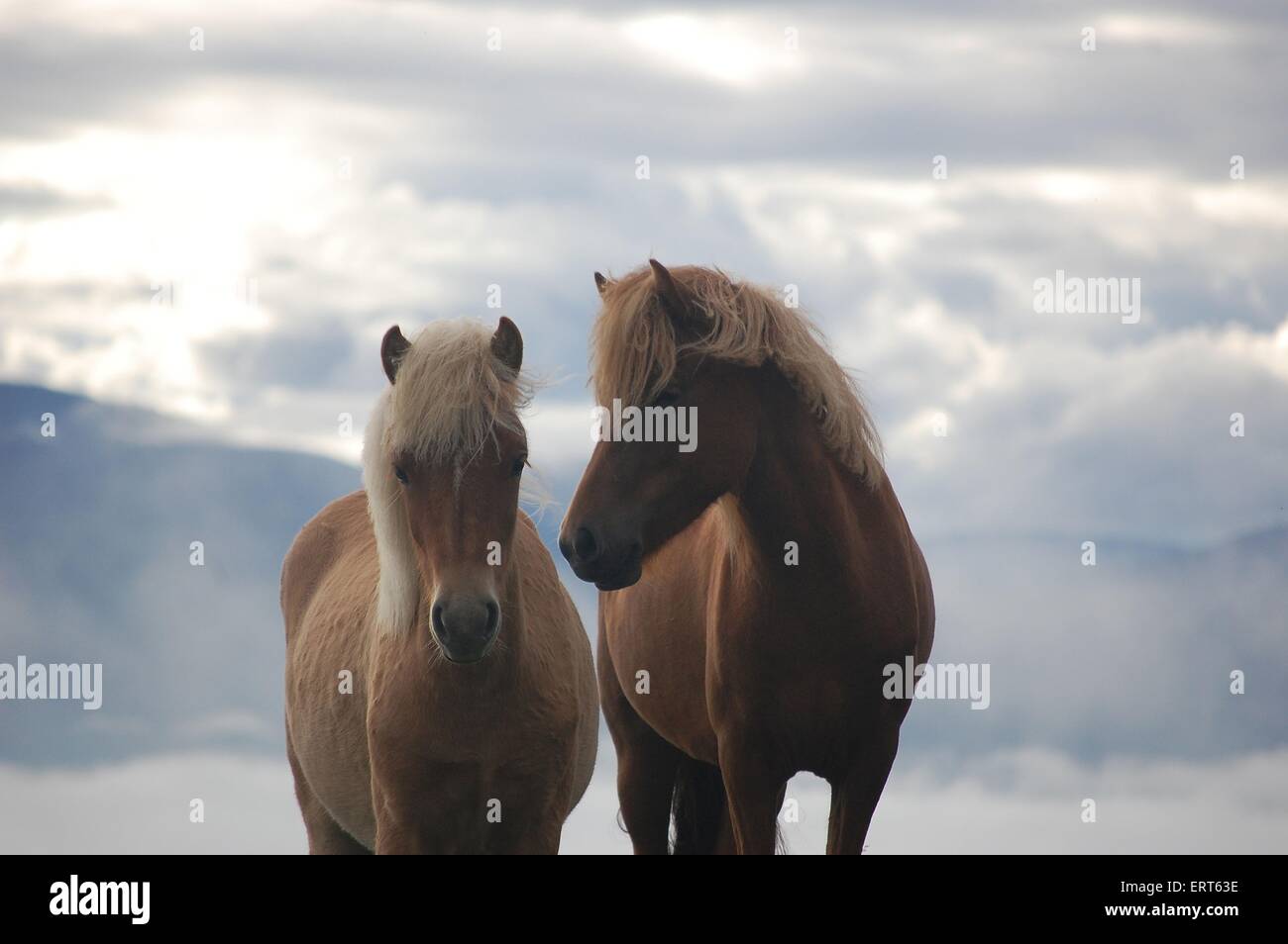 Portrait two chestnut horses hi-res stock photography and images - Alamy