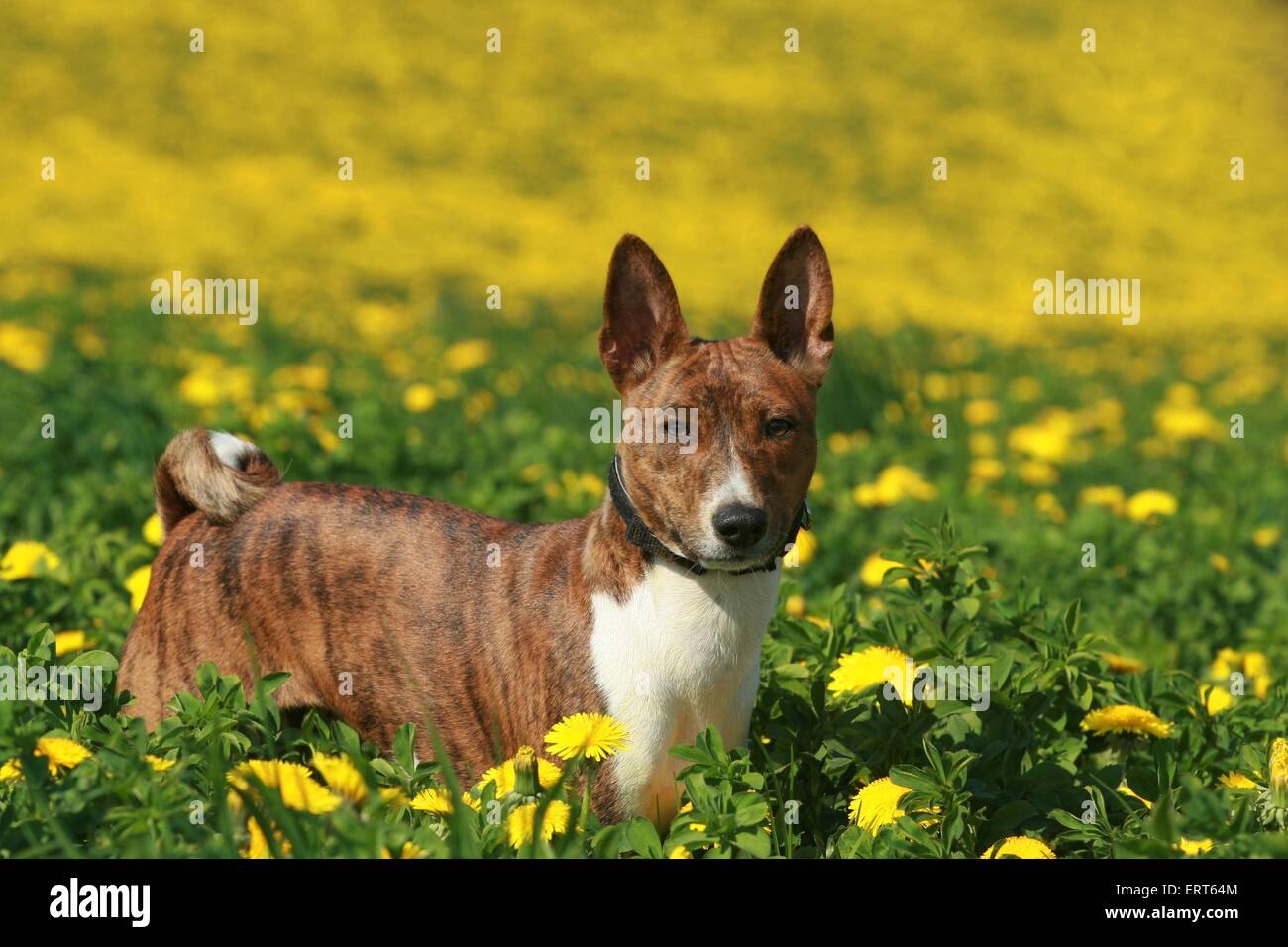 Brindle weiss hi-res stock photography and images - Alamy