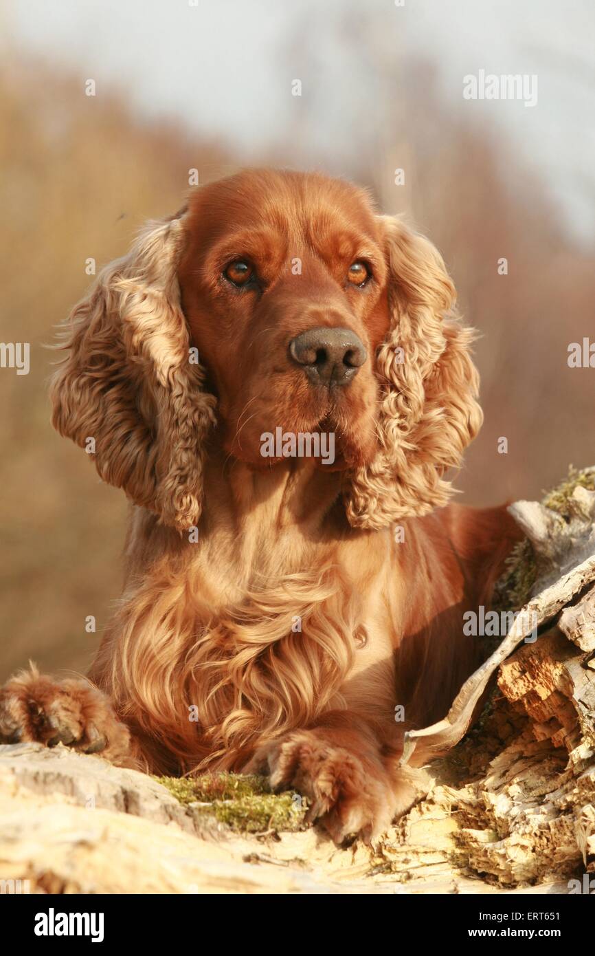 lying English Cocker Spaniel Stock Photo - Alamy