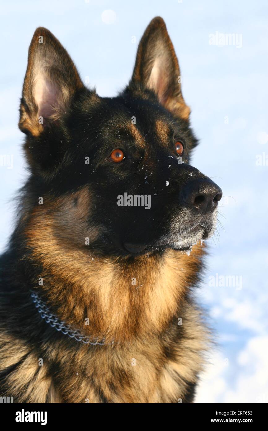 German Shepherd Portrait Stock Photo - Alamy