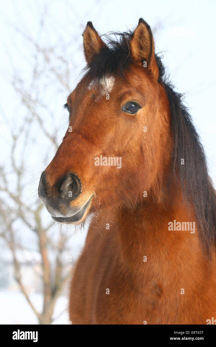 Welsh A Portrait Stock Photo - Alamy