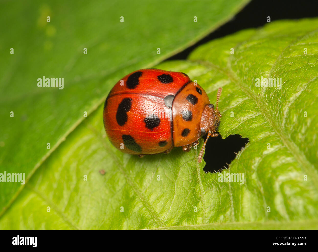 Lady Beetle (Epilachna sp., Epilachninae, Coccinellidae). Kaeng Krachan ...