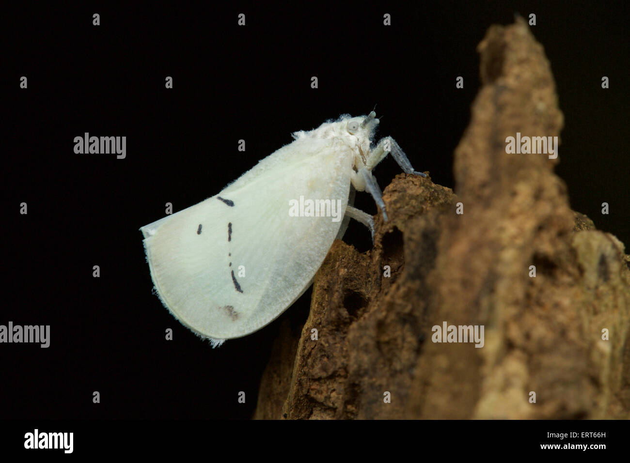 Flatid flatidae insect insects hi-res stock photography and images - Alamy