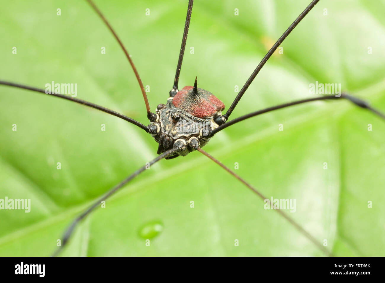 Harvestman (Opiliones). Opiliones (Latin opilio, "shepherd"; formerly ...