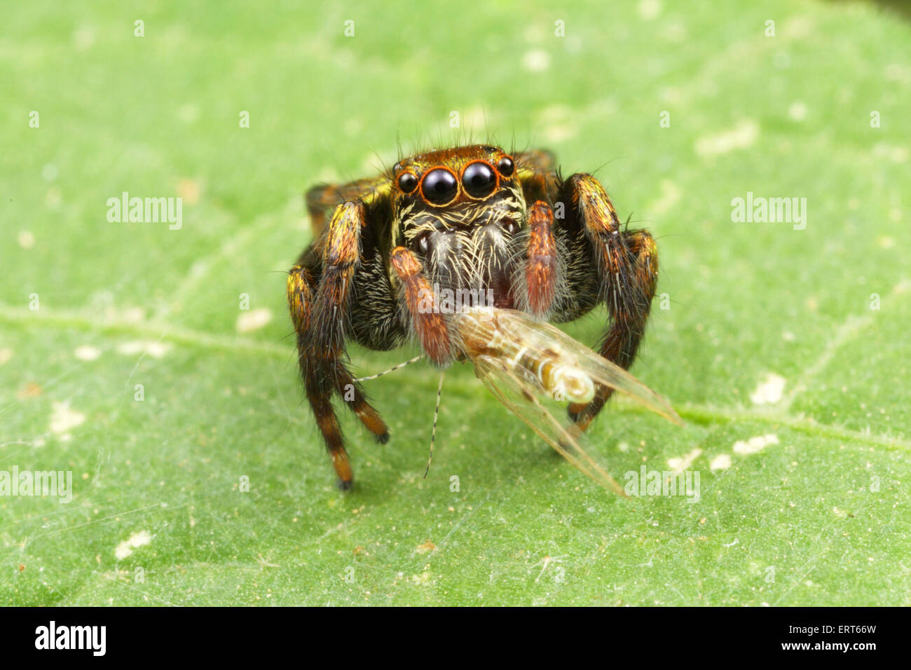 A jumping spider (family Salticidae) photographed in Kaeng Krachan ...