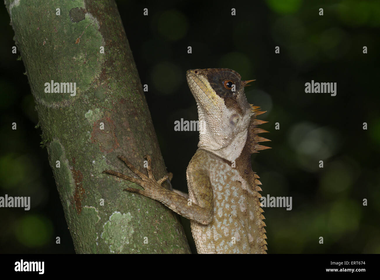 Cross-bearing tree lizard, Acanthosaura crucigera, Keang Krachan ...