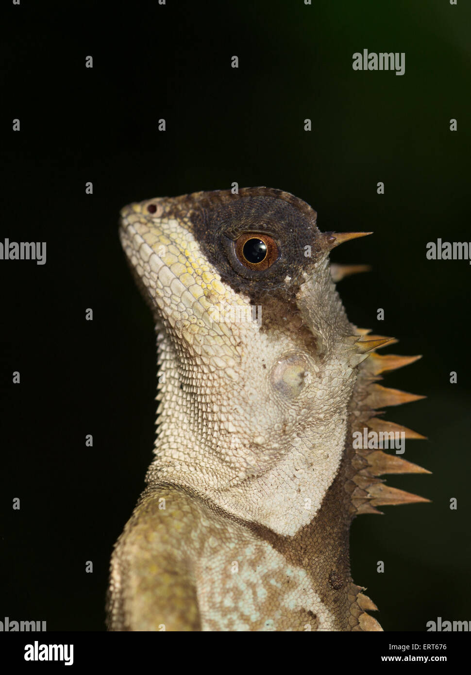 Acanthosaura hi-res stock photography and images - Alamy