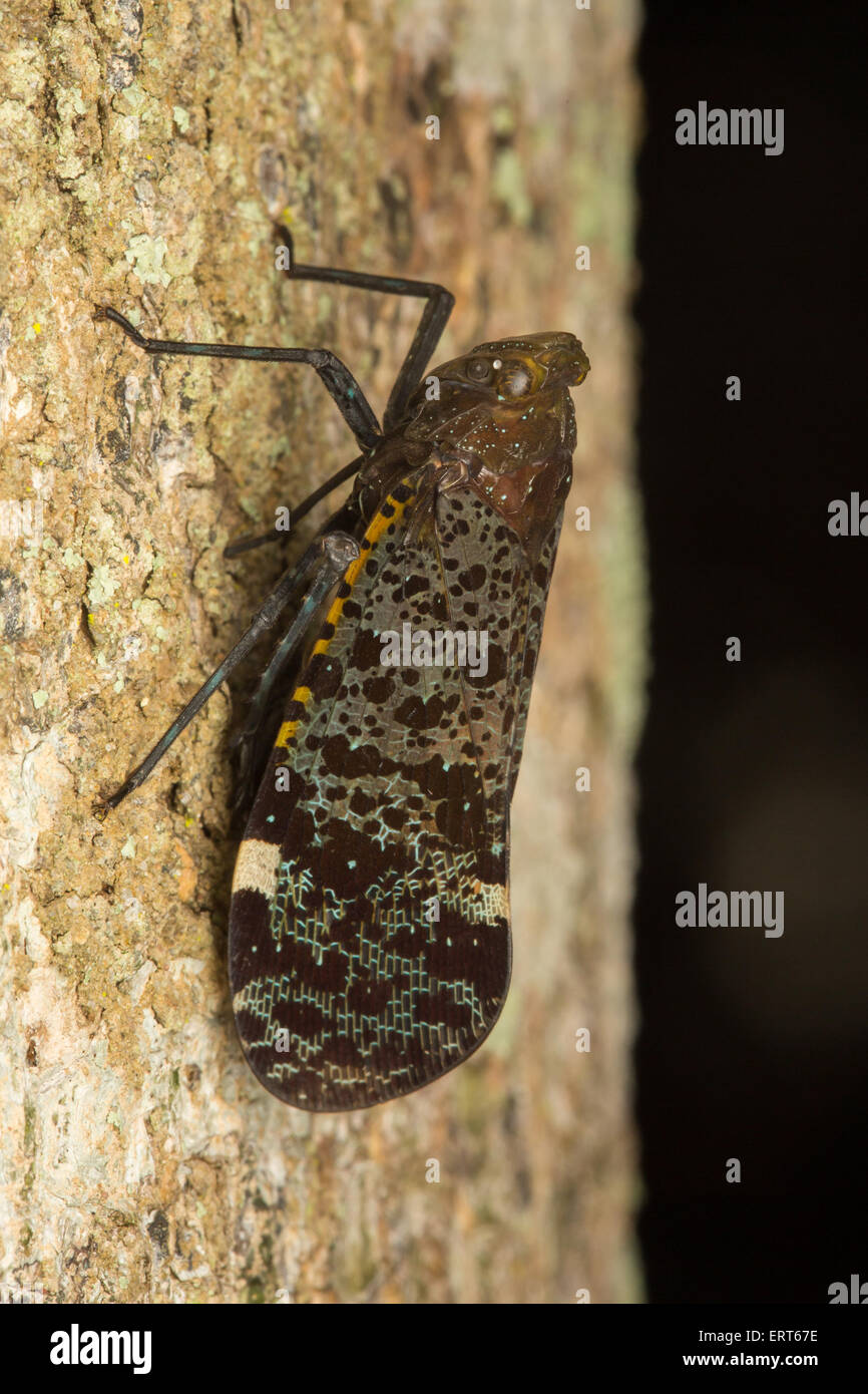 Penthicodes variegate lantern bug at Kaeng Krachan National Park ...