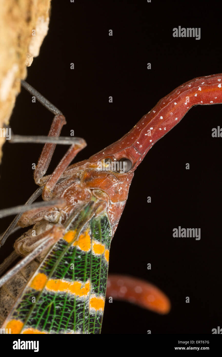 Pyrops karenia lantern bug in Kaeng Krachan National Park, Thailand ...