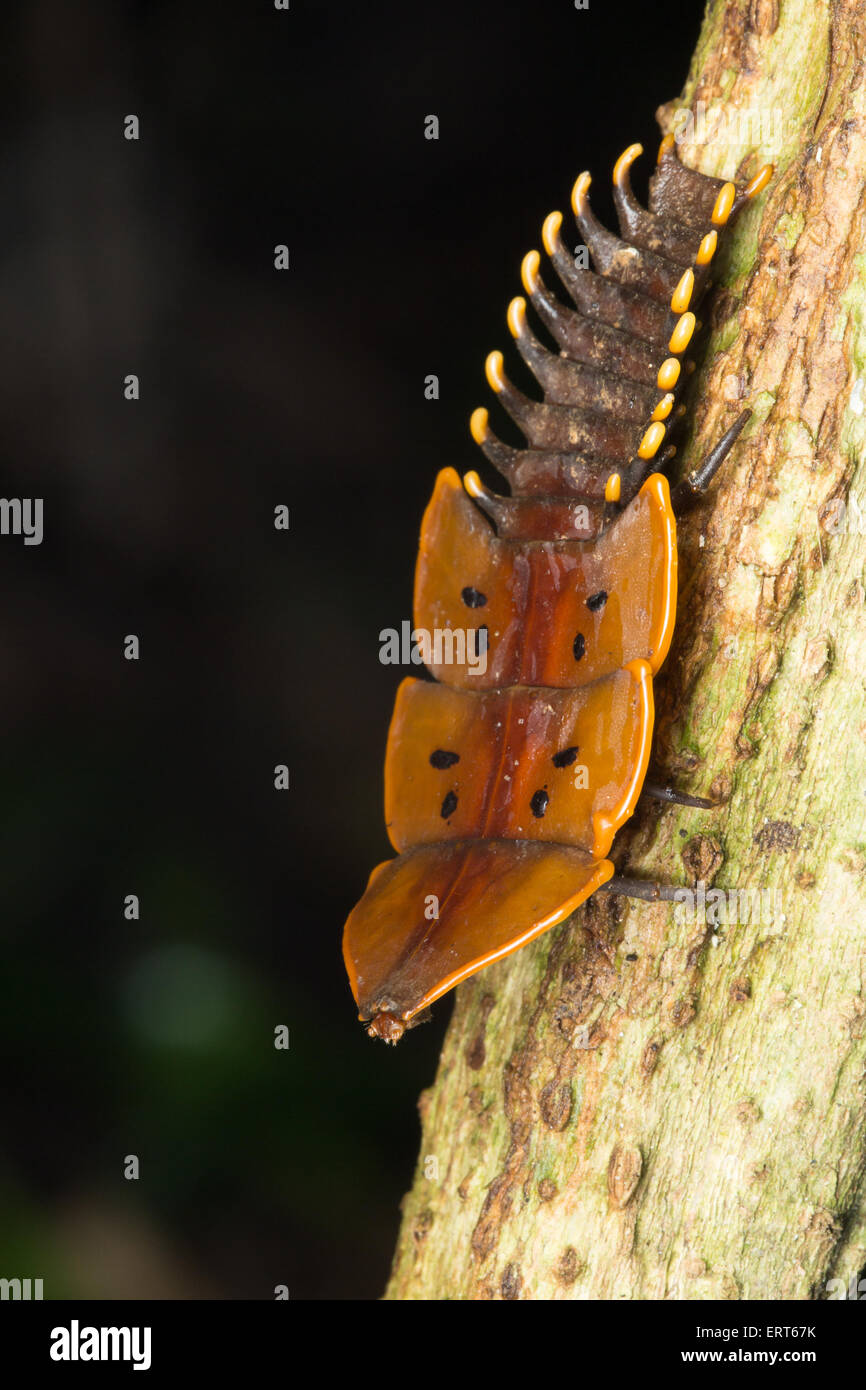 Platerodrilus ruficollis trilobite hi-res stock photography and images ...
