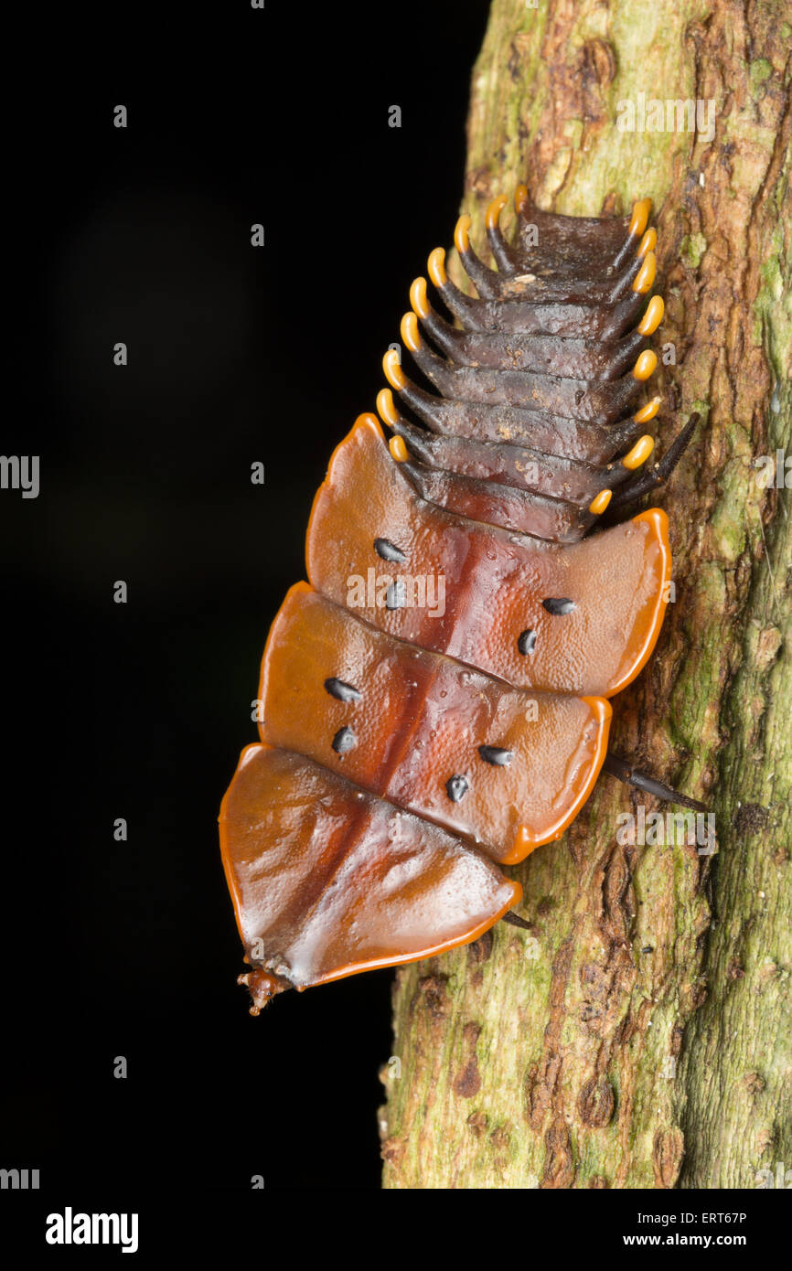 Platerodrilus ruficollis trilobite hi-res stock photography and images ...