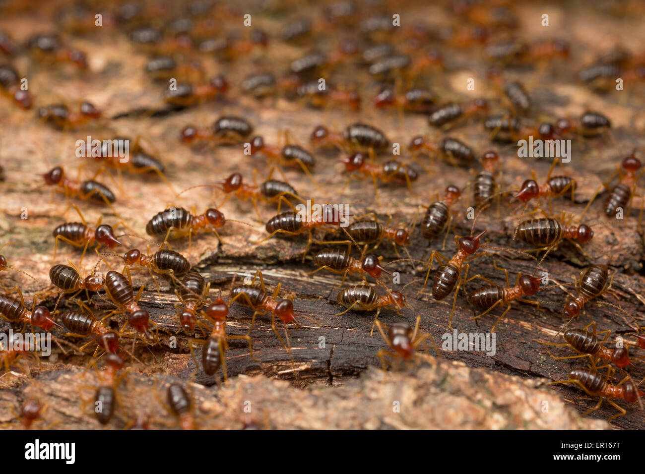 Nasute termites (Hospitalitermes sp) in Huai Kha Khaeng Sanctuary ...