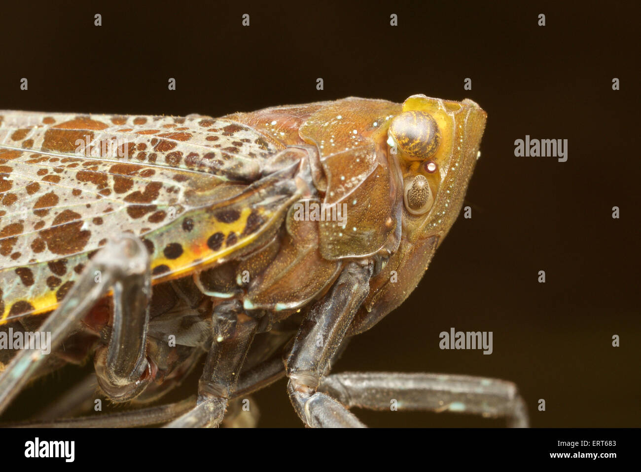 Penthicodes variegata hi-res stock photography and images - Alamy