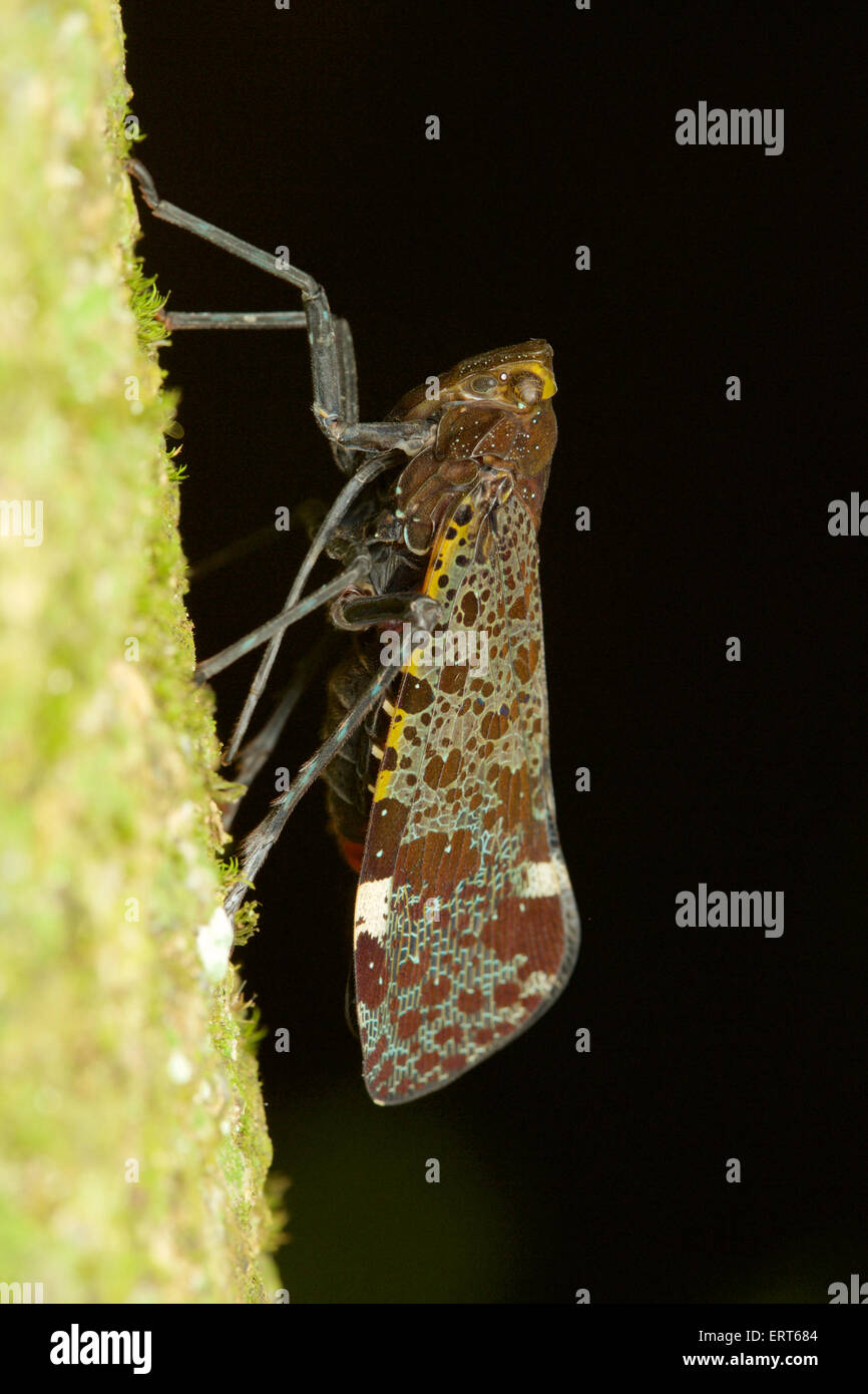 Penthicodes variegata hi-res stock photography and images - Alamy