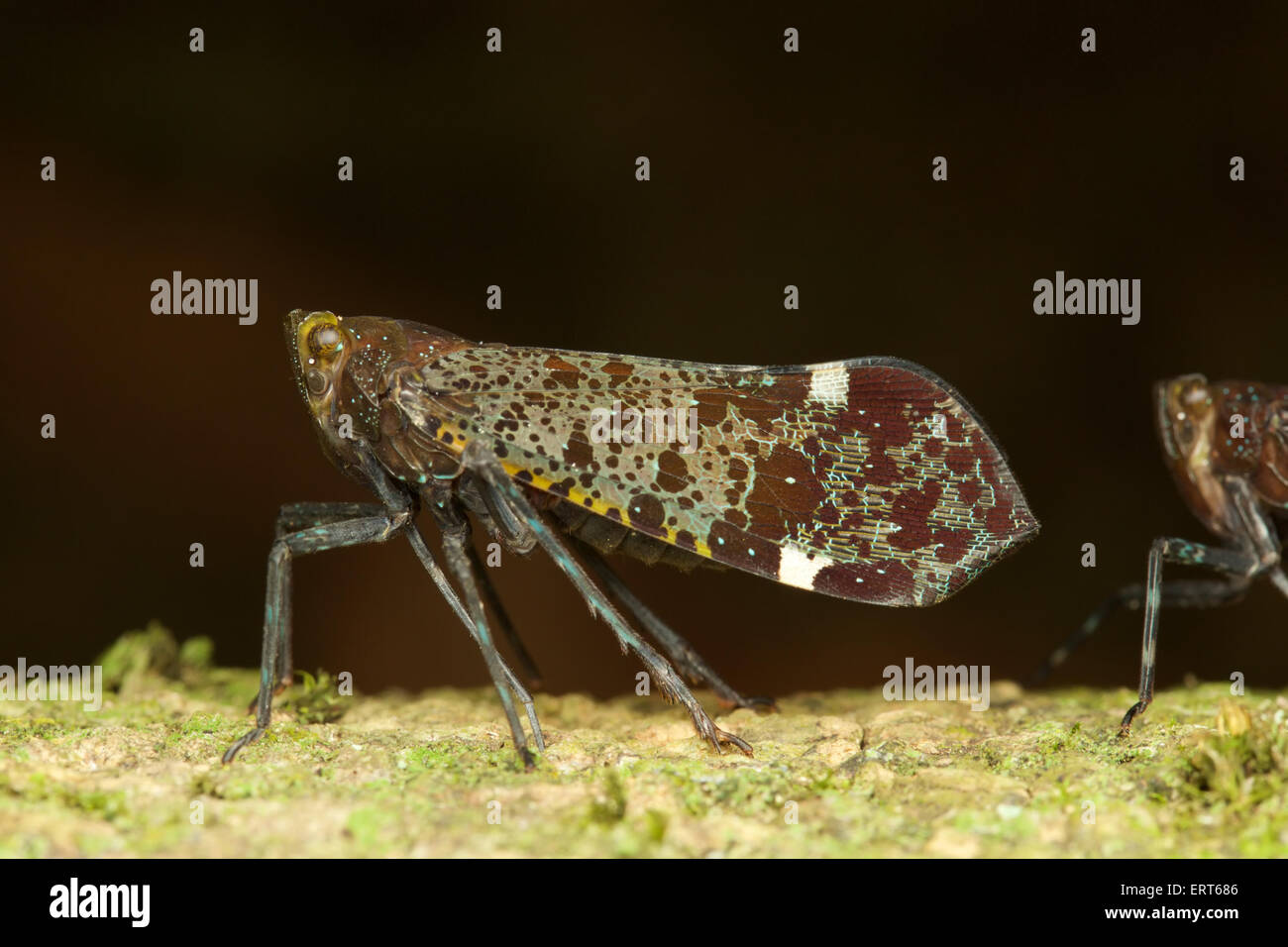 Penthicodes variegata hi-res stock photography and images - Alamy