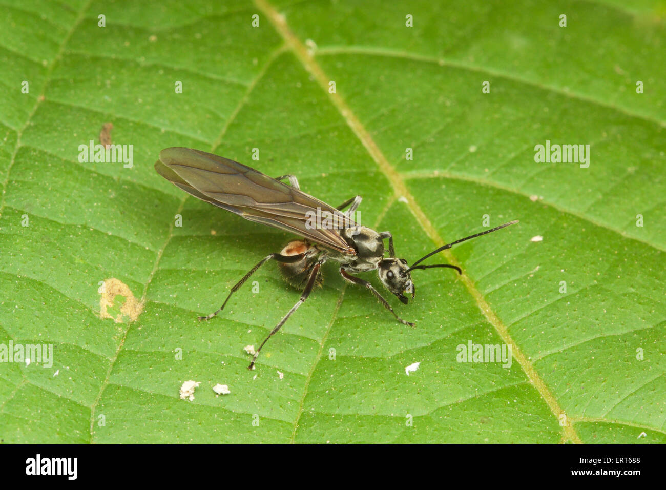 Polyrhachis ant in flying/queen form. Keang Krachan National Park ...