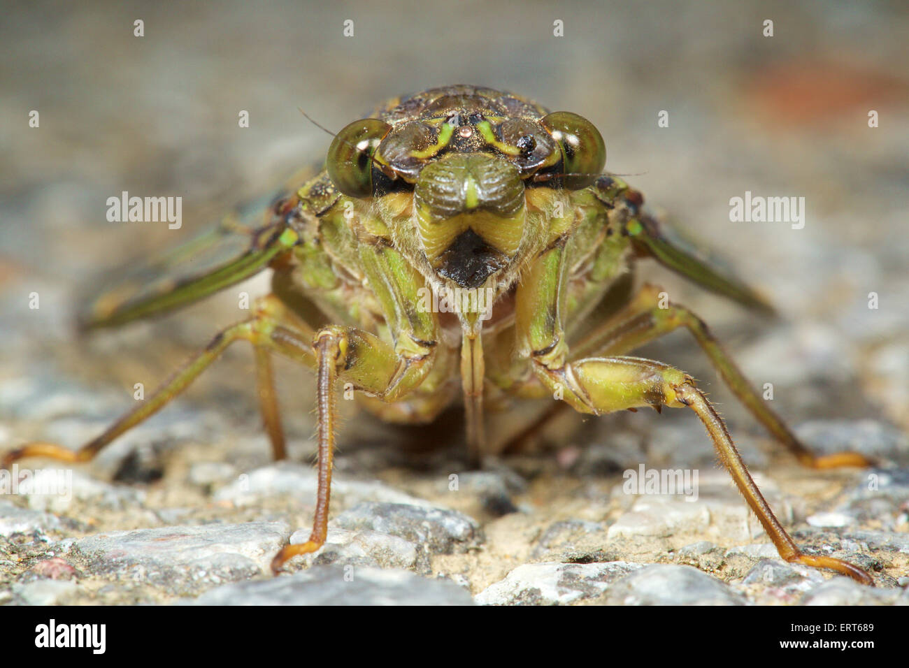 Cicada hi-res stock photography and images - Alamy