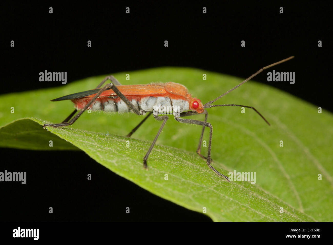 Pyrrhocoridae in Kaeng Krachan National Park, Thailand Stock Photo - Alamy