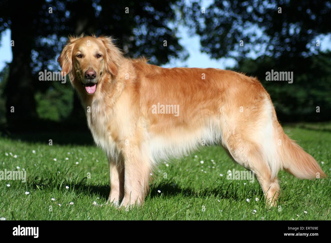 standing Golden Retriever Stock Photo - Alamy