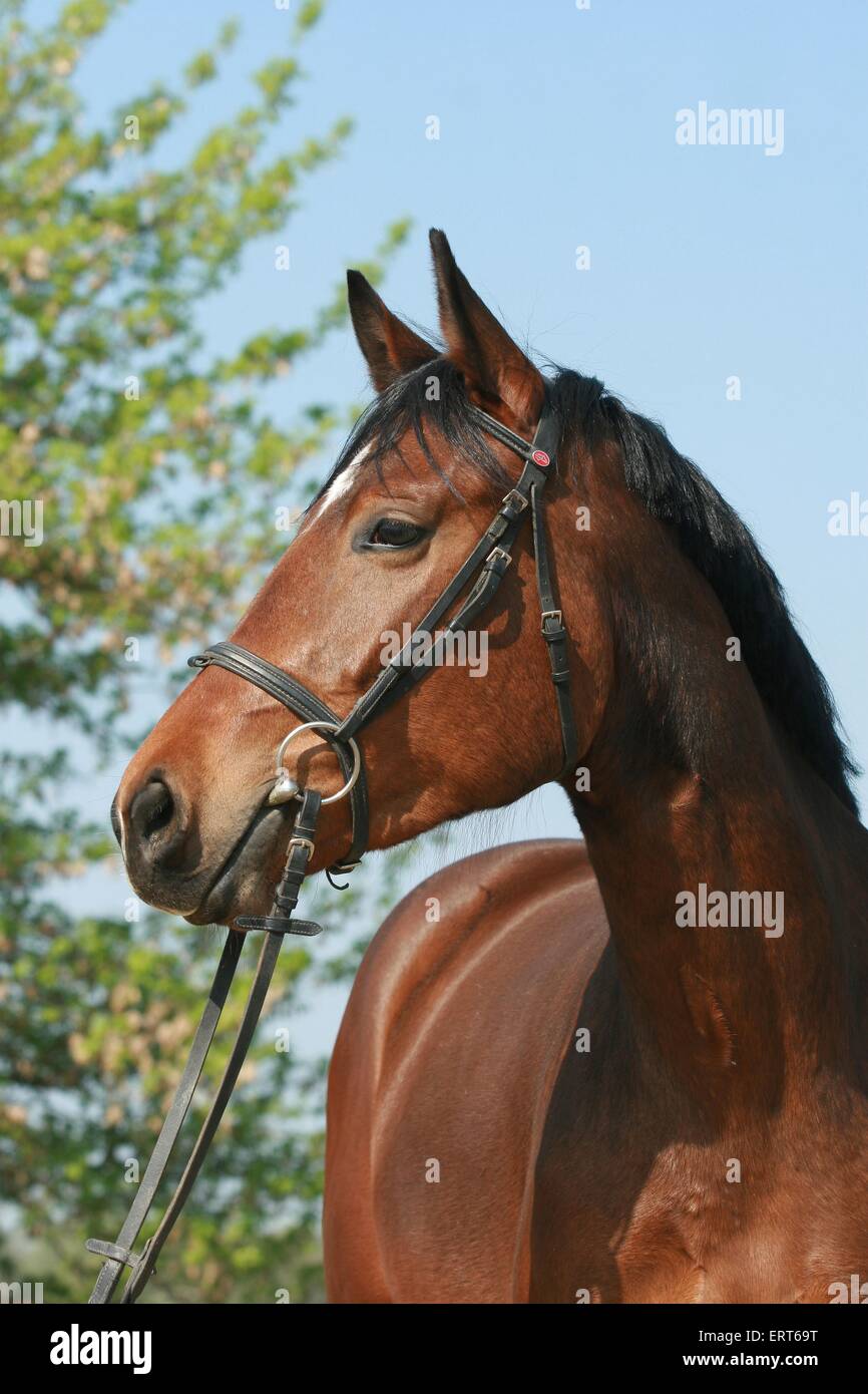 Portrait of brown pony hi-res stock photography and images - Alamy