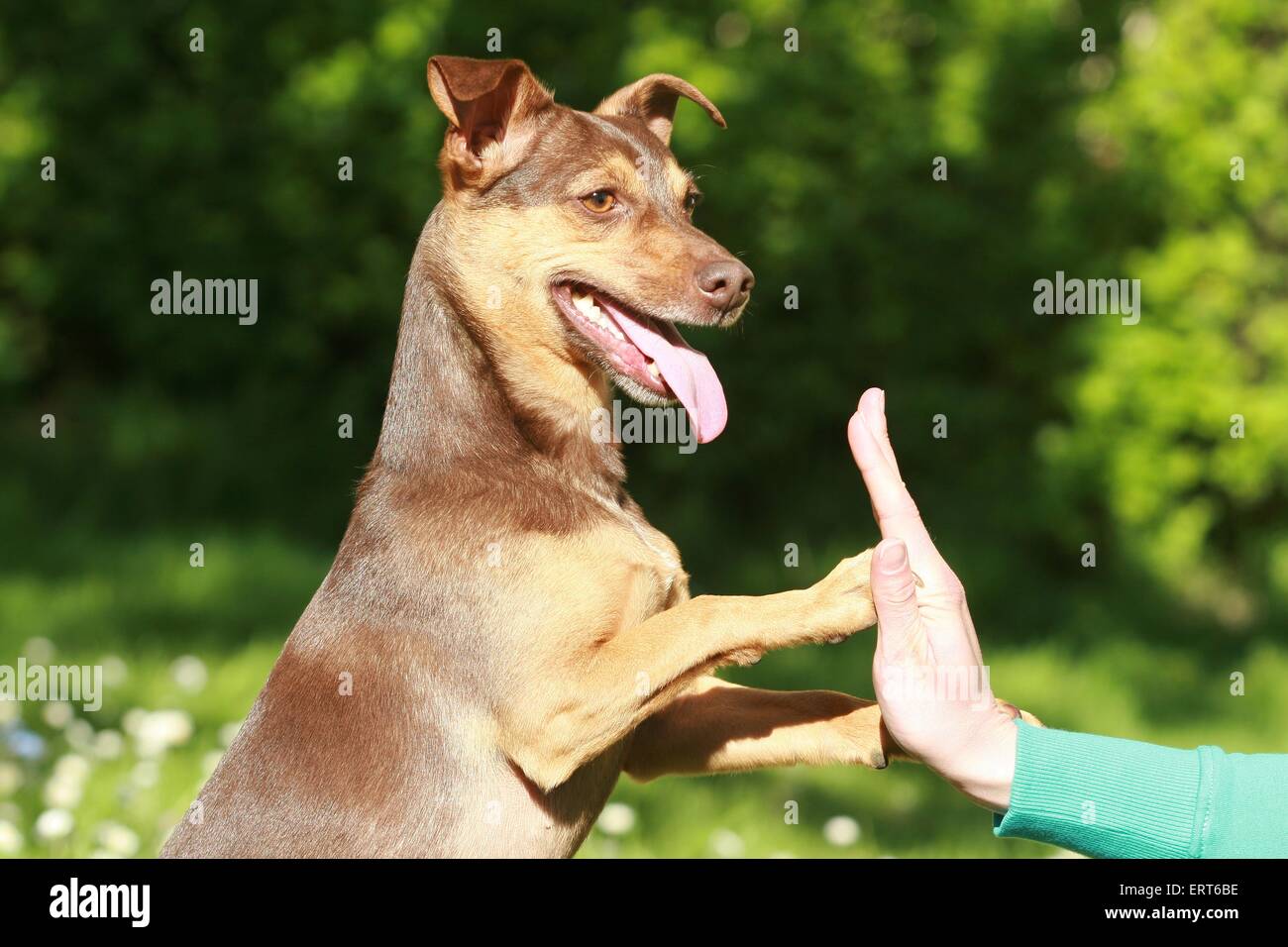 mongrel gives paw Stock Photo - Alamy