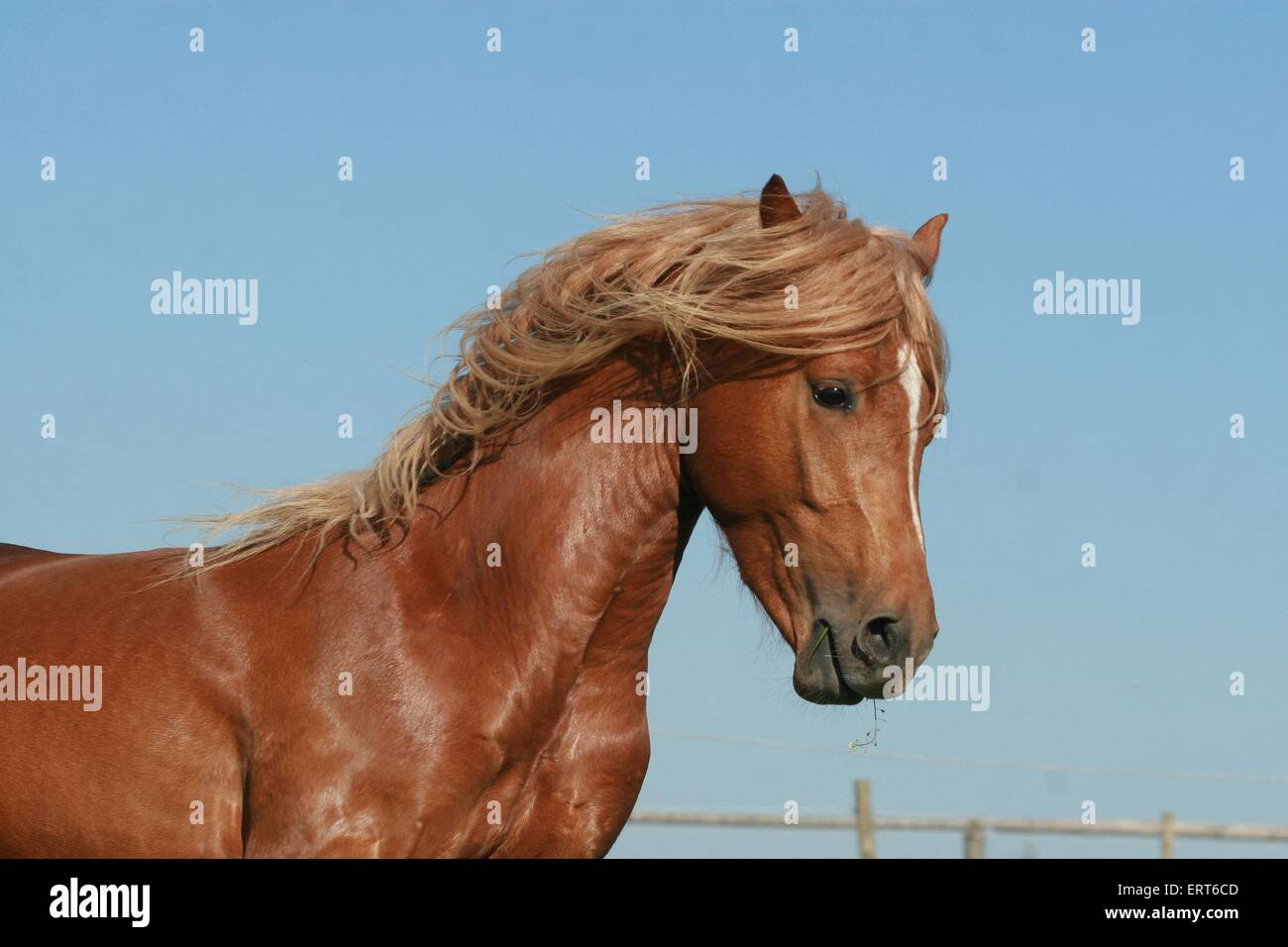Stallion pony hi-res stock photography and images - Alamy