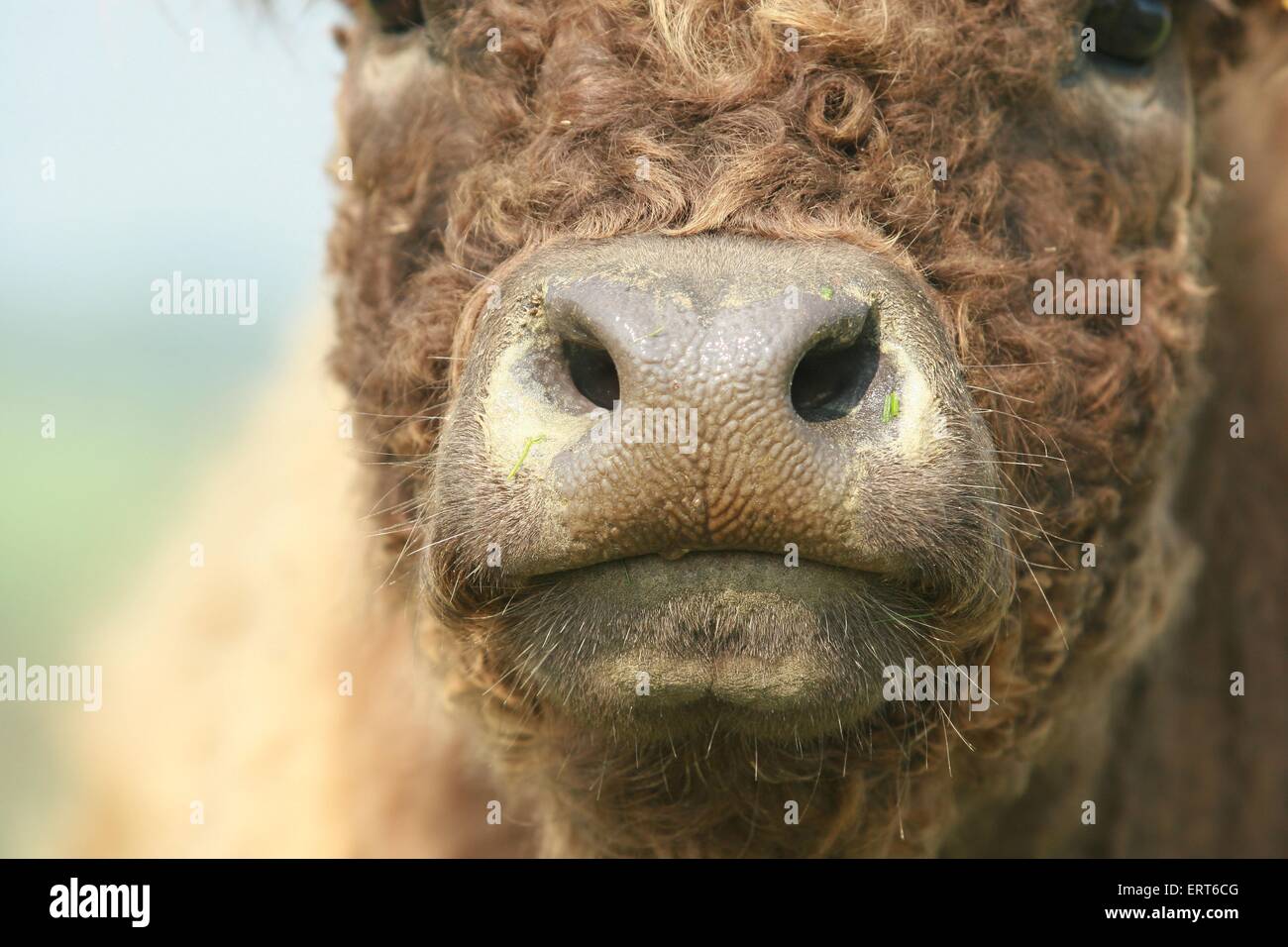 Curly haired cow hi-res stock photography and images - Alamy