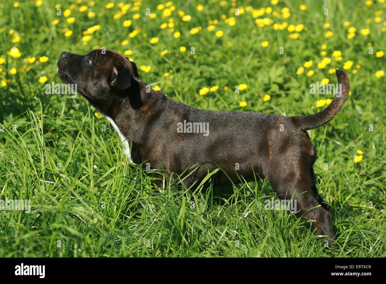 young Staffordshire Bullterrier Stock Photo - Alamy