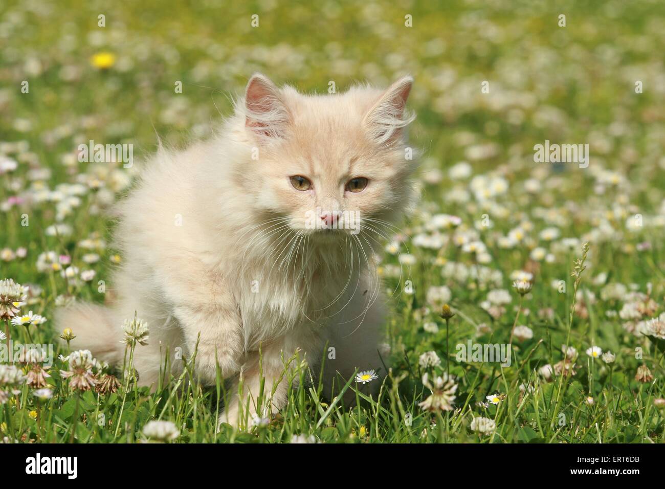 German Longhair kitten Stock Photo - Alamy
