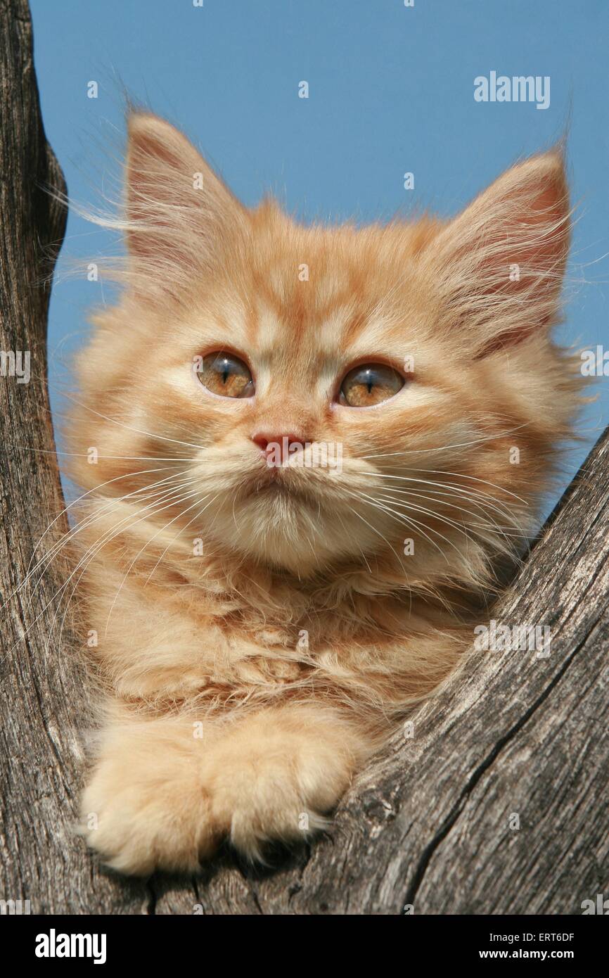 German Longhair kitten Stock Photo - Alamy