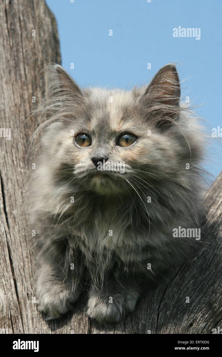German Longhair kitten Stock Photo - Alamy