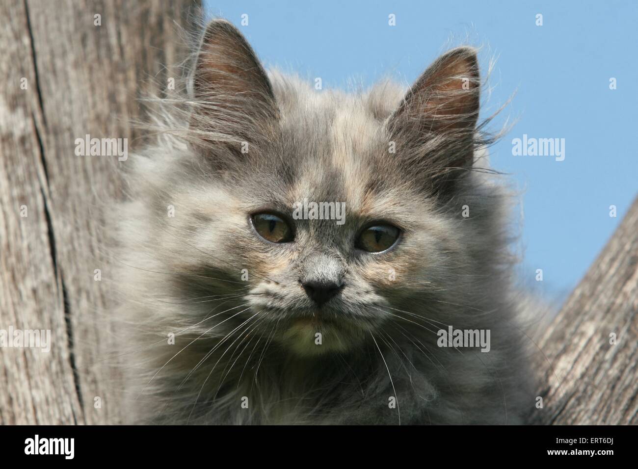 German Longhair kitten Stock Photo - Alamy