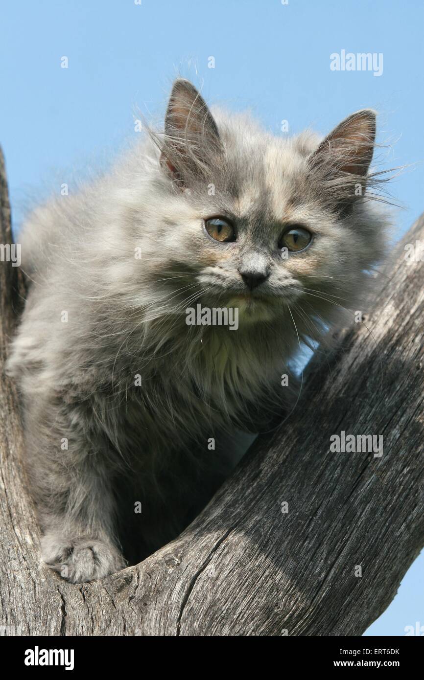 German Longhair kitten Stock Photo - Alamy