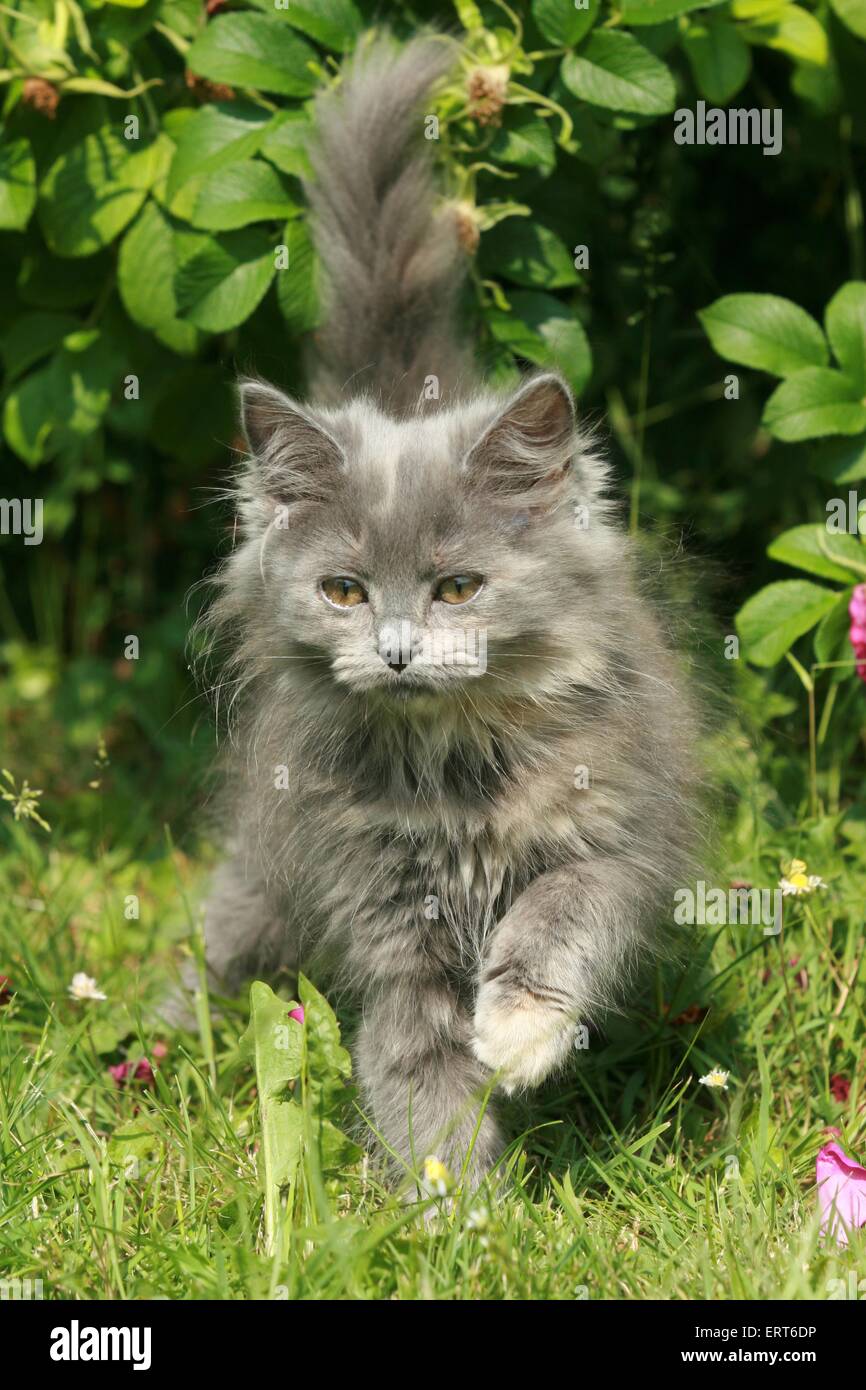 German Longhair kitten Stock Photo - Alamy