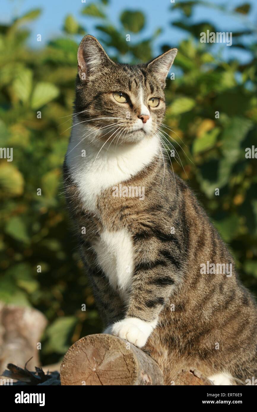 Cats hi-res stock photography and images - Alamy