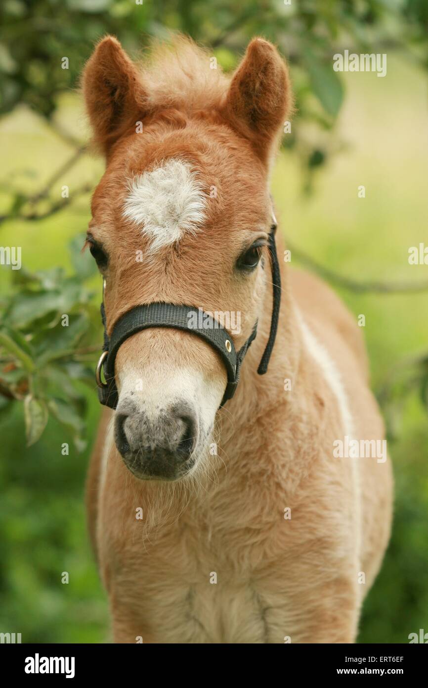 Shetland pony foal shetty hi-res stock photography and images - Alamy