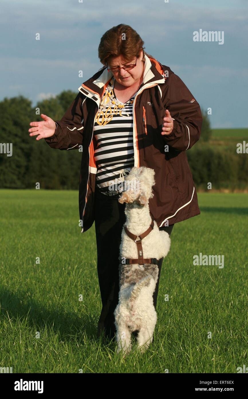 woman and Fox Terrier Stock Photo - Alamy