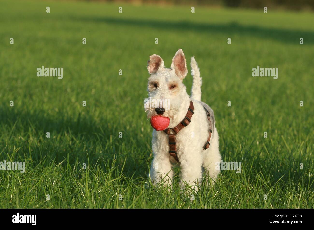 Fox terrier hi-res stock photography and images - Alamy