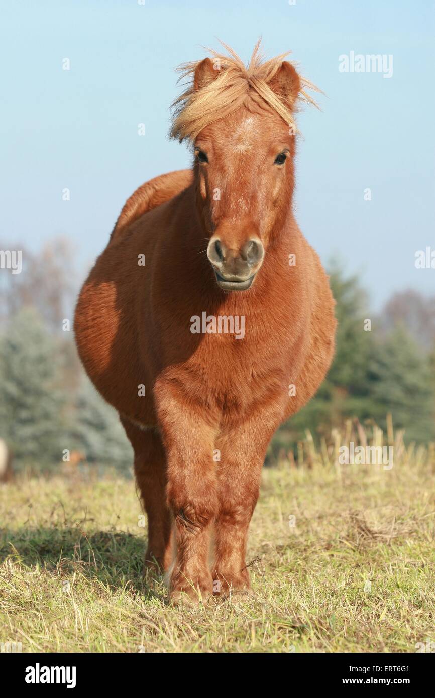 Chestnut shetland pony hi-res stock photography and images - Alamy