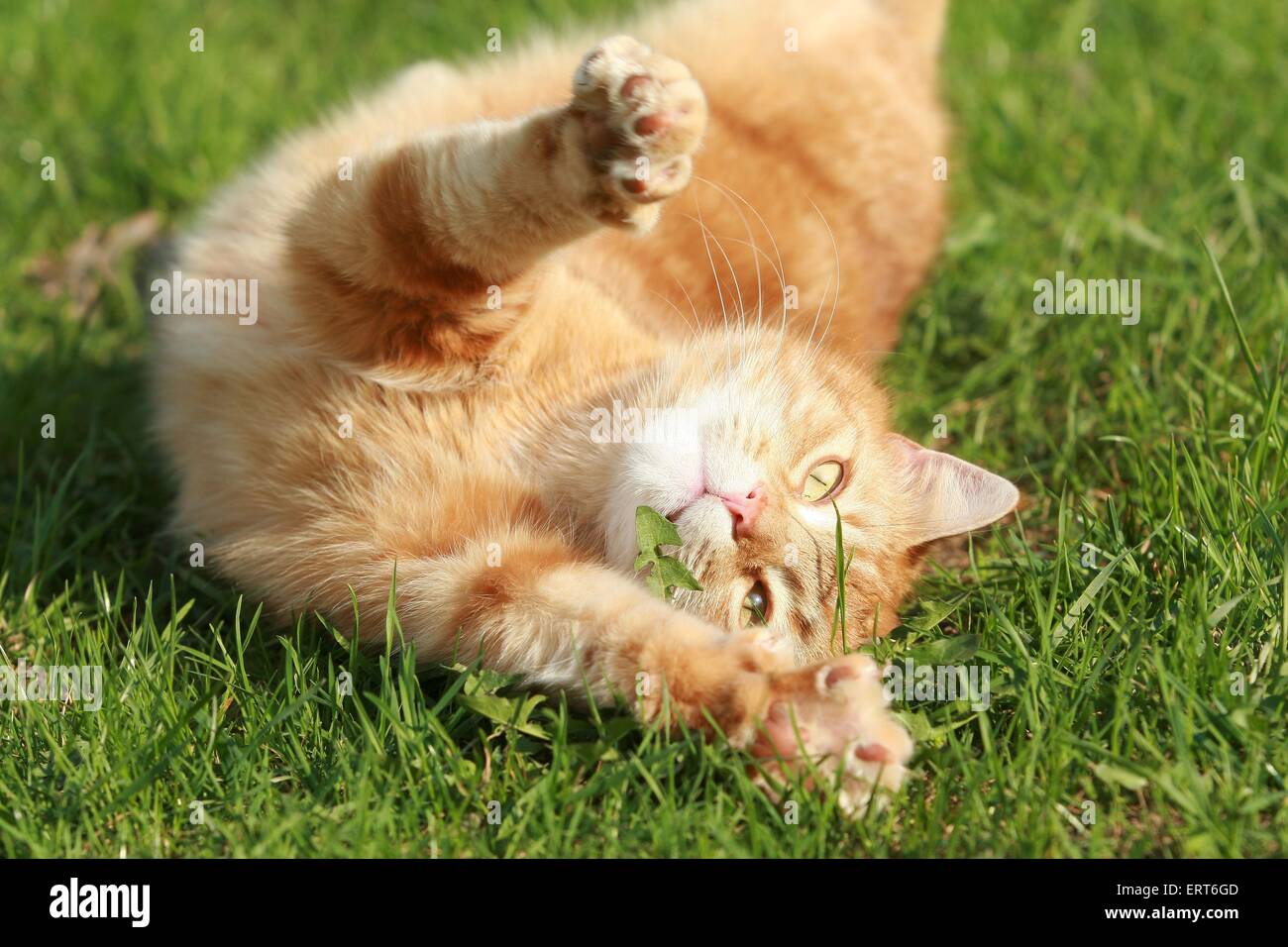 rolling domestic cat Stock Photo - Alamy
