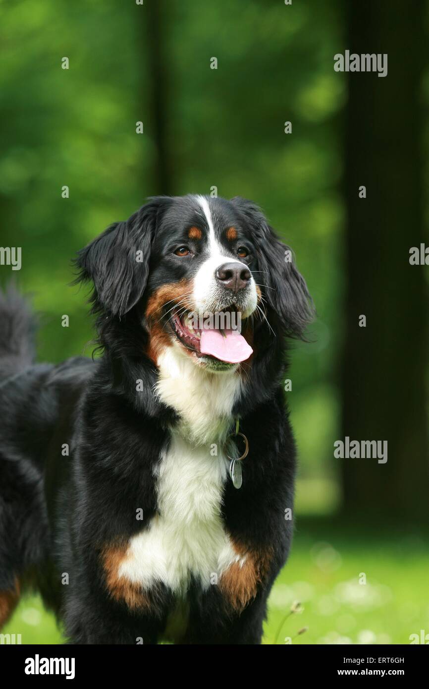 Bernese Mountain Dog Portrait Stock Photo - Alamy