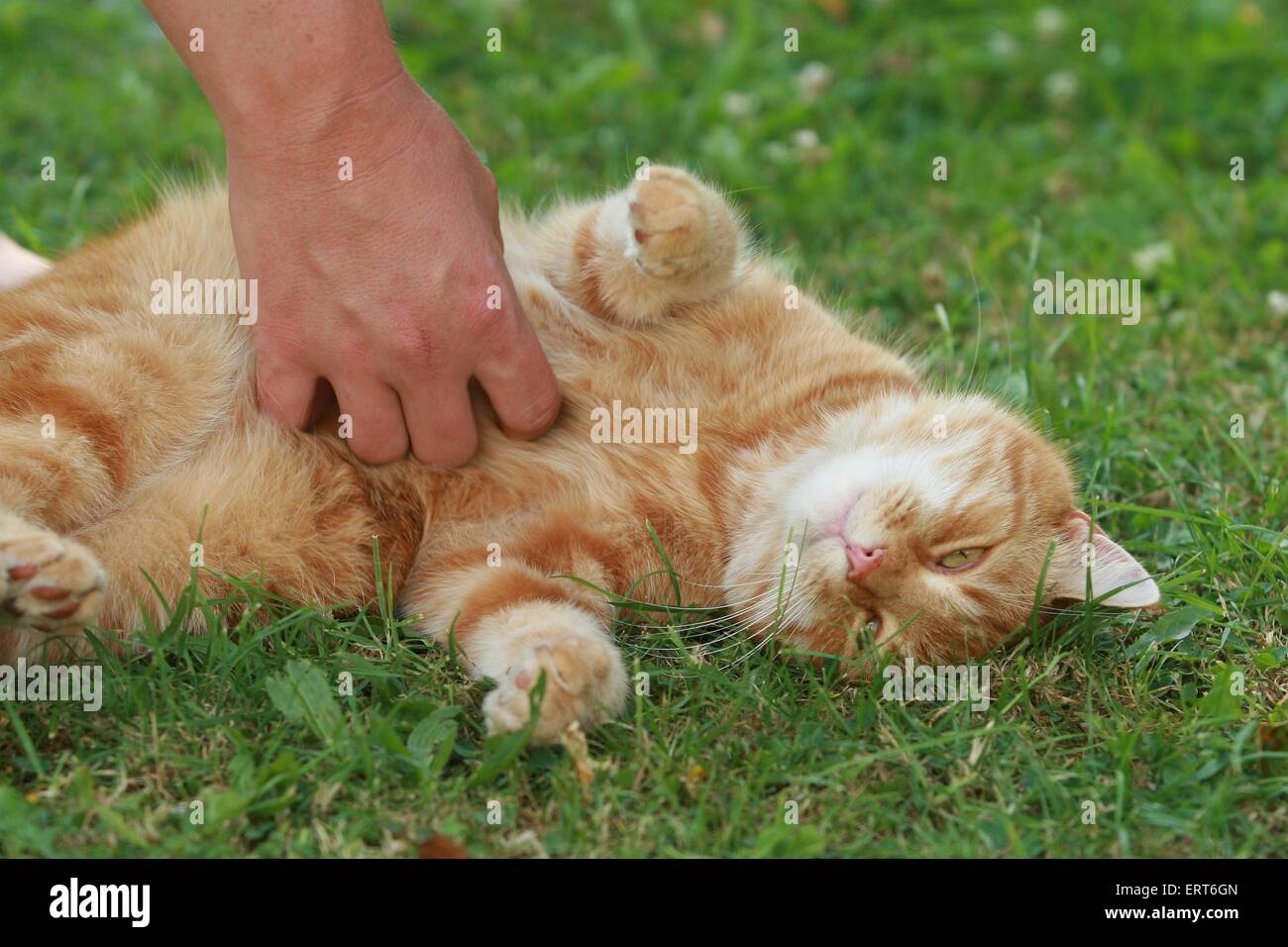 Hands stroking cat hi-res stock photography and images - Alamy
