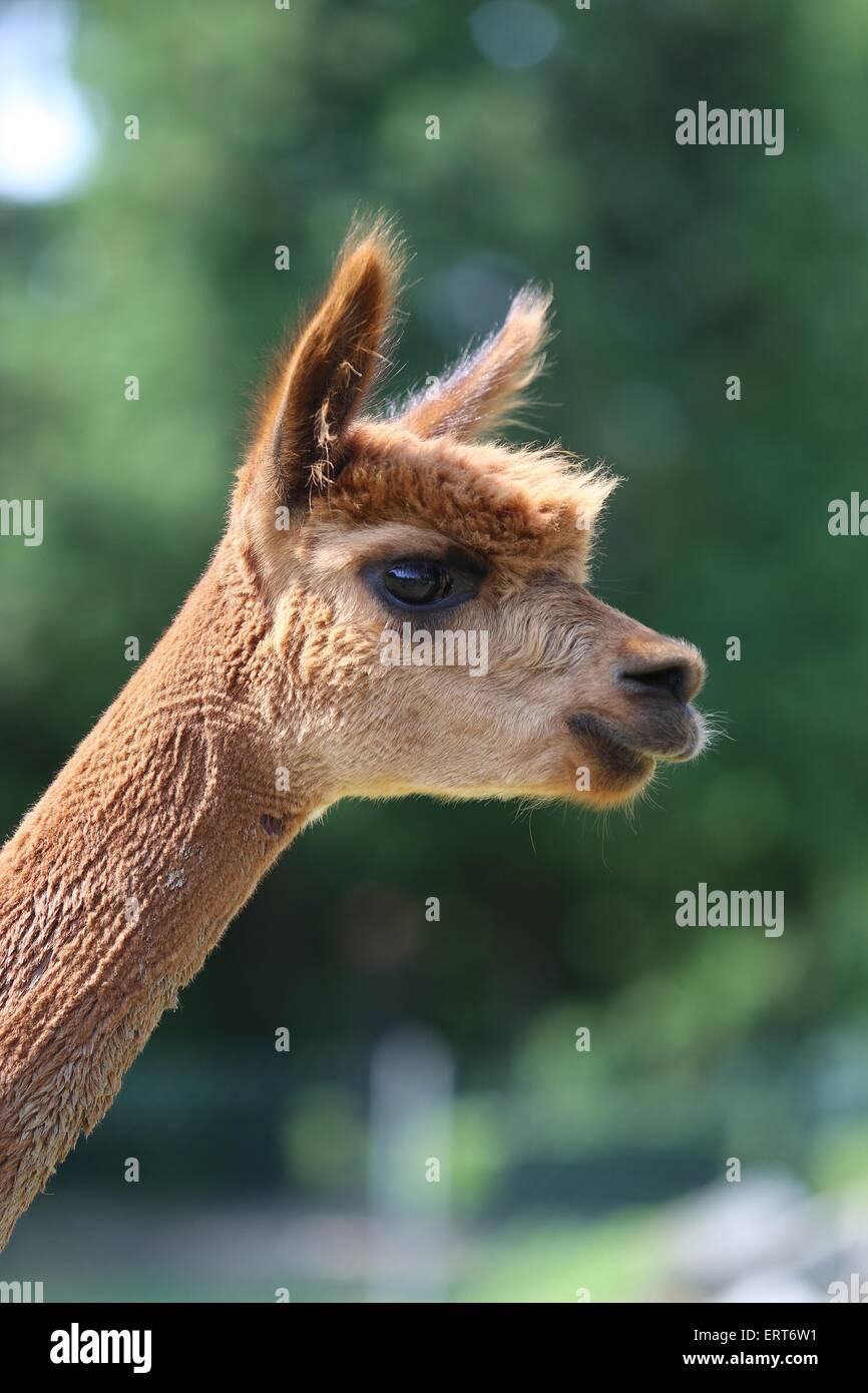 Alpaca portraits hi-res stock photography and images - Alamy