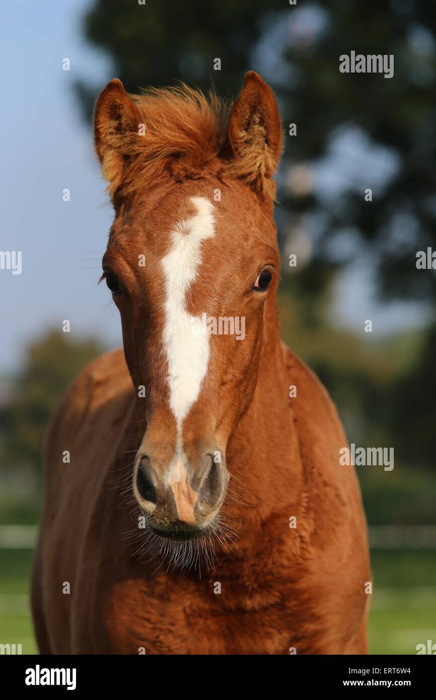 German Horse High Resolution Stock Photography and Images - Alamy