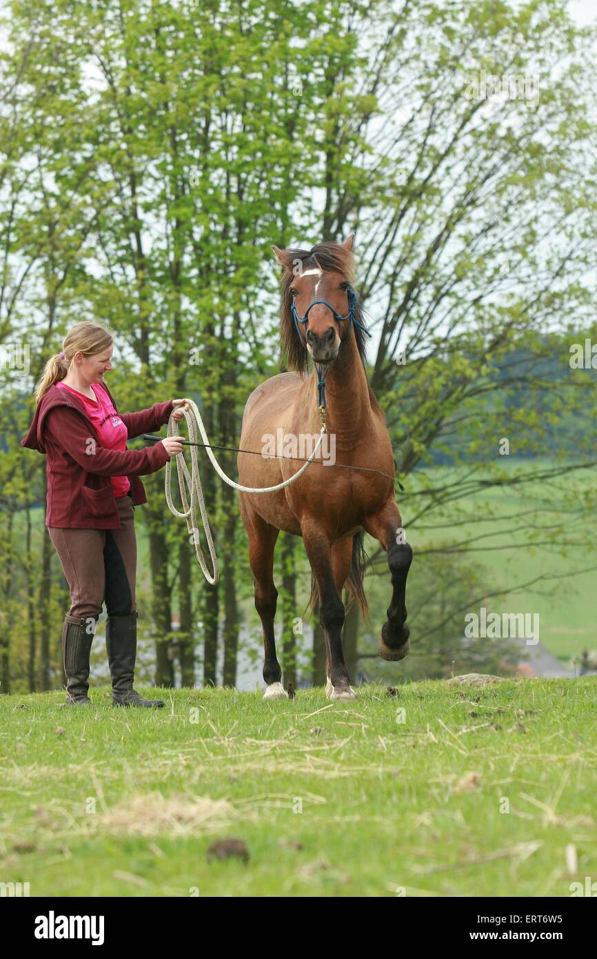 German classic pony horse hi-res stock photography and images - Alamy